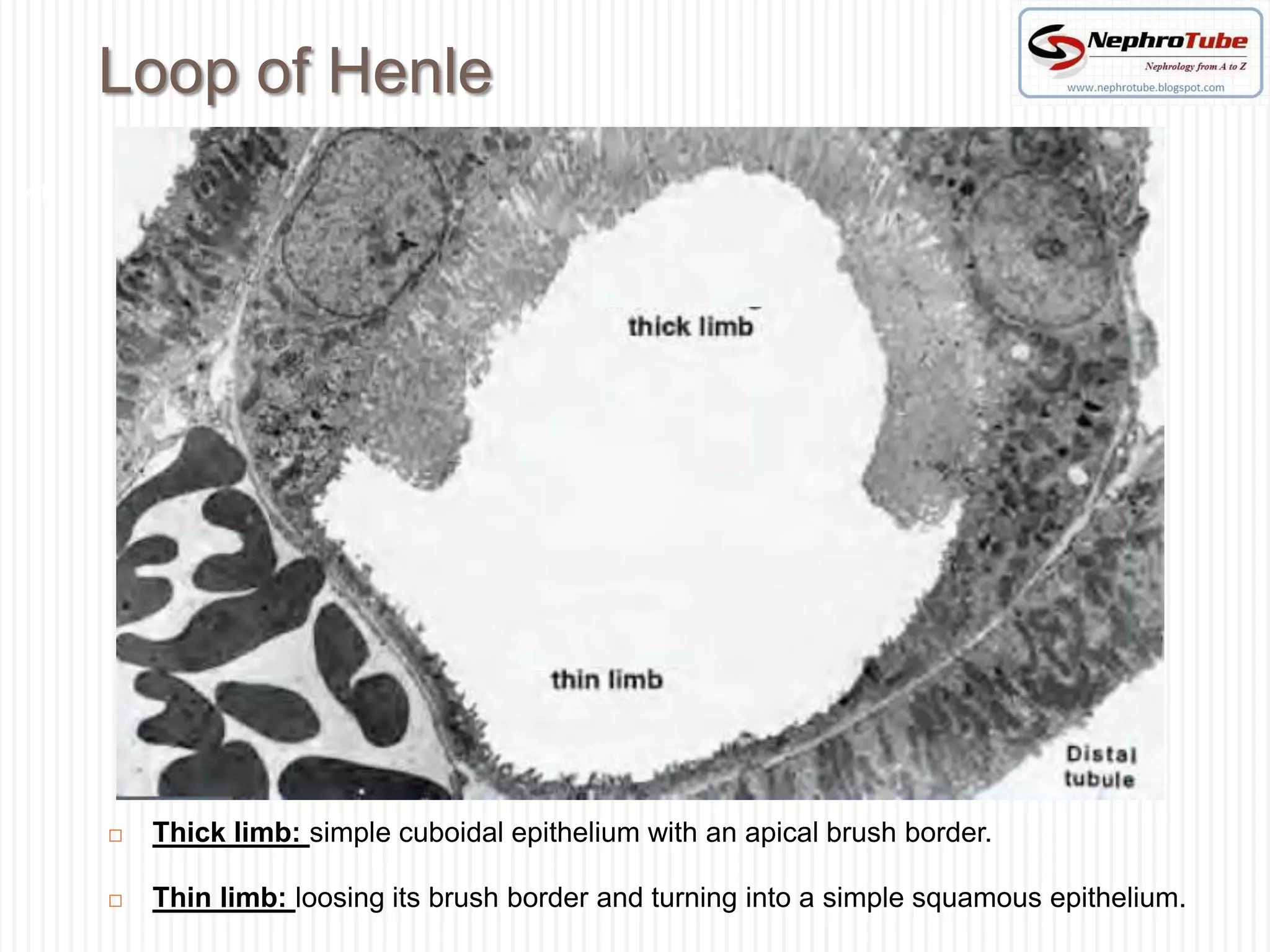 Renal Histo-Pathology (II) - Normal Kidney Electron Microscopy - Dr ...