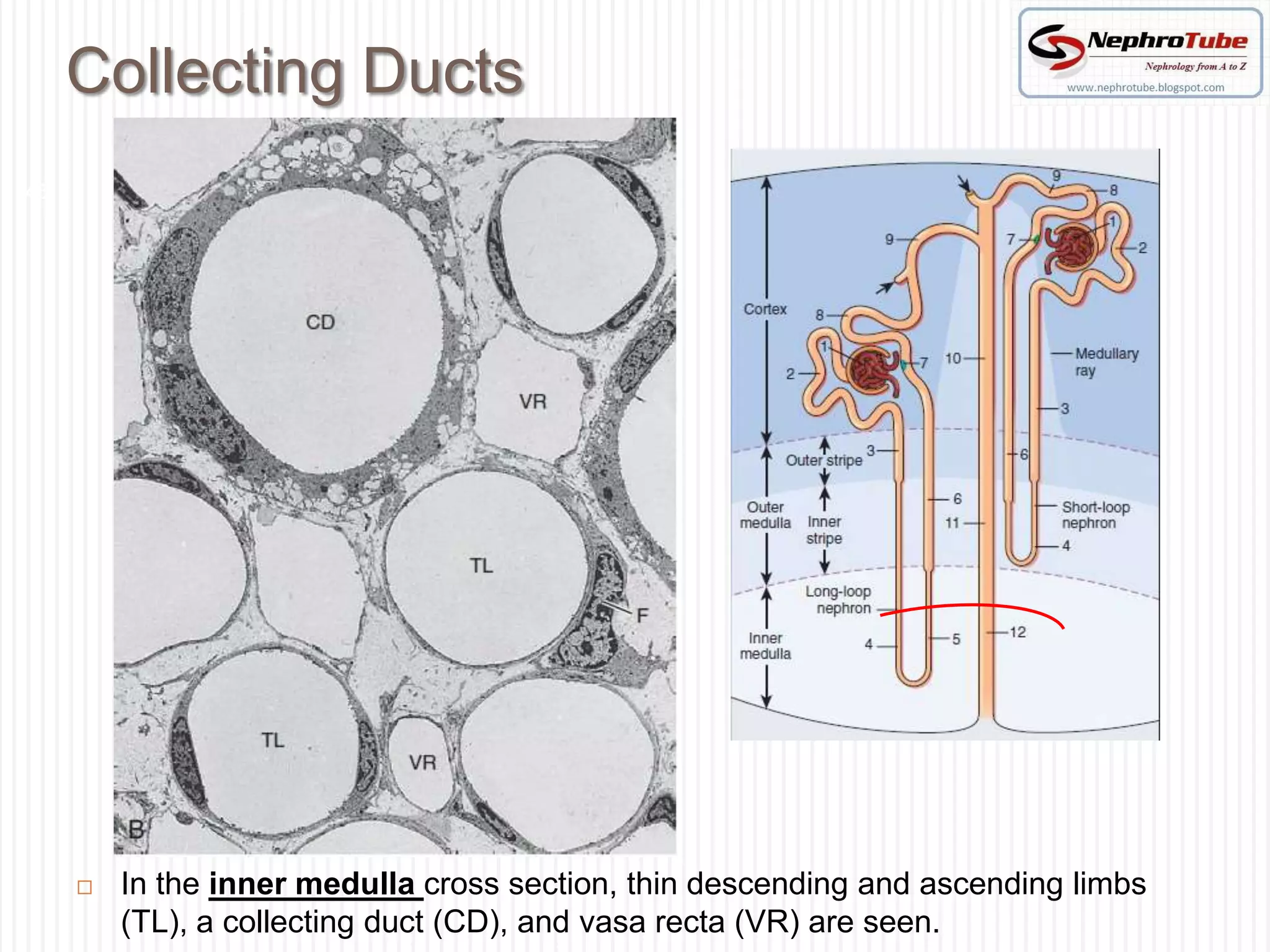 Renal Histo-Pathology (II) - Normal Kidney Electron Microscopy - Dr ...