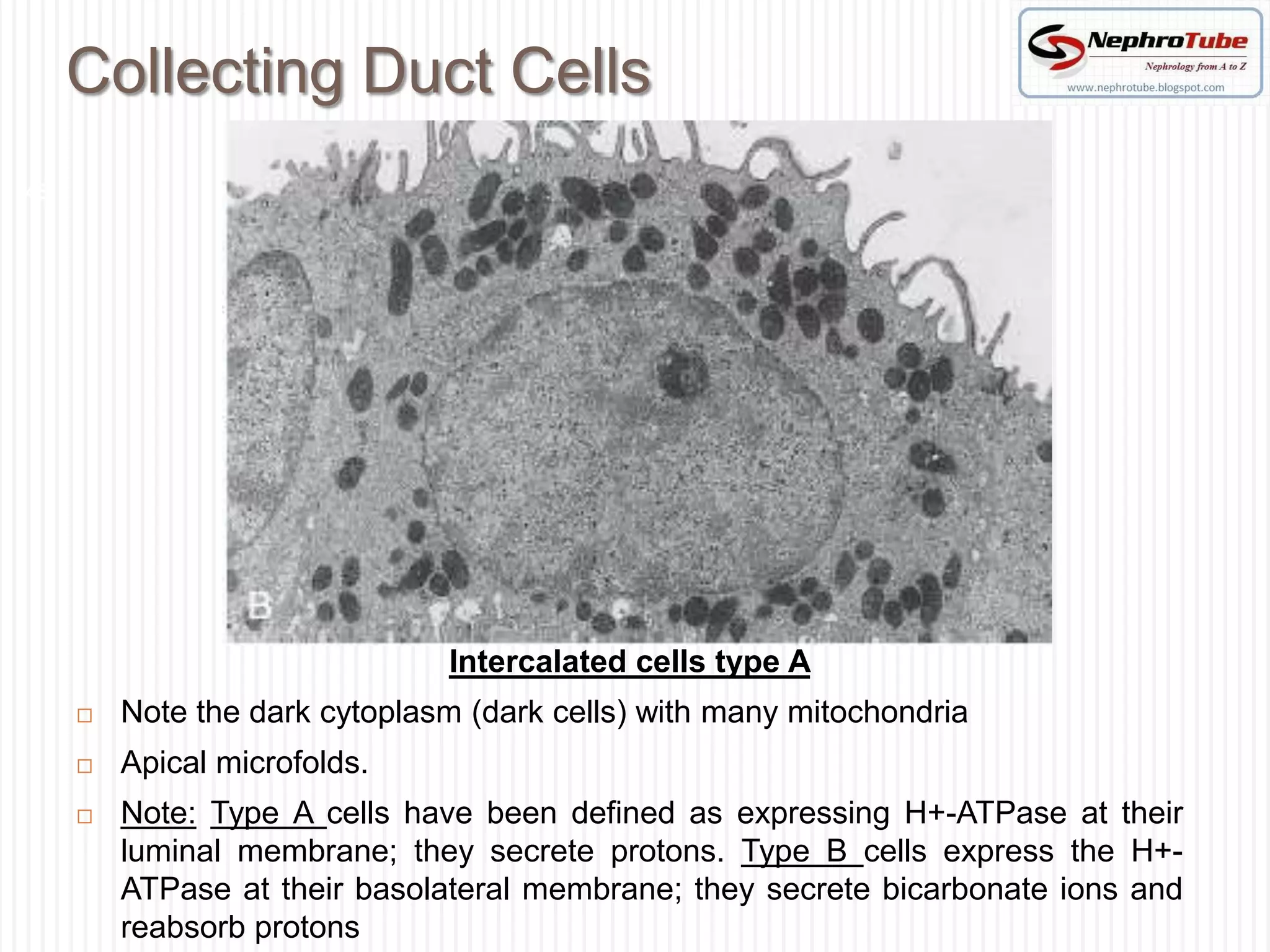Renal Histo-Pathology (II) - Normal Kidney Electron Microscopy - Dr ...