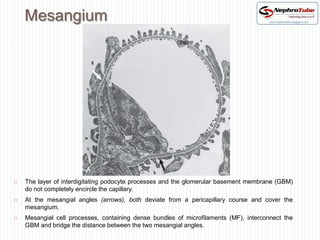 Renal Histo-Pathology (II) - Normal Kidney Electron Microscopy - Dr ...