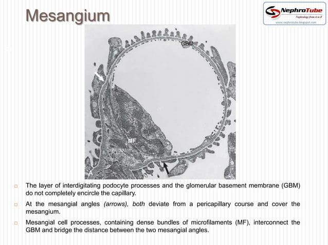 Renal Histo-Pathology (II) - Normal Kidney Electron Microscopy - Dr ...
