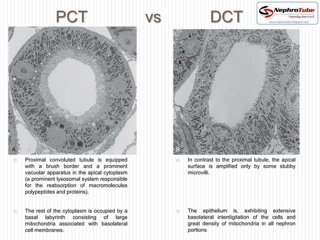Renal Histo-Pathology (II) - Normal Kidney Electron Microscopy - Dr ...