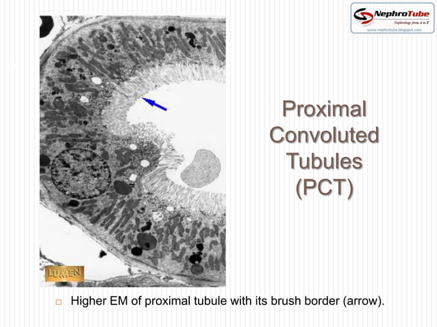 Renal Histo-Pathology (II) - Normal Kidney Electron Microscopy - Dr ...