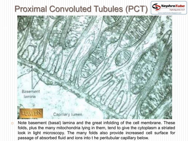 Renal Histo-Pathology (II) - Normal Kidney Electron Microscopy - Dr ...