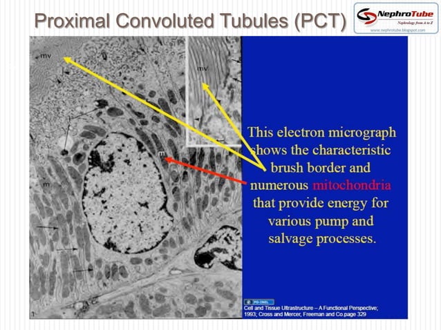 Renal Histo-Pathology (II) - Normal Kidney Electron Microscopy - Dr ...