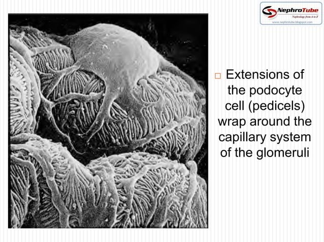 Renal Histo-Pathology (II) - Normal Kidney Electron Microscopy - Dr ...