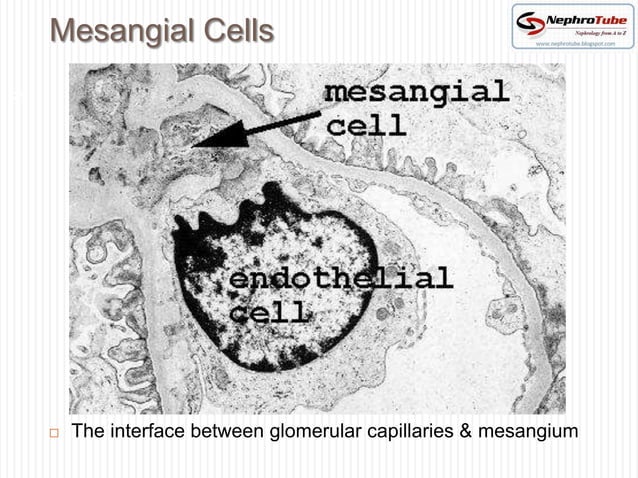Renal Histo-Pathology (II) - Normal Kidney Electron Microscopy - Dr. Gawad