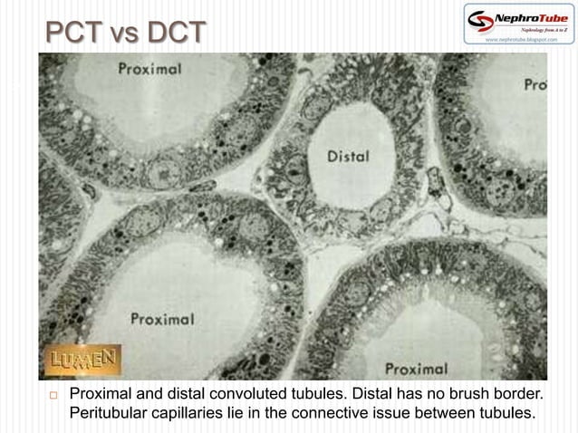 Renal Histo-Pathology (II) - Normal Kidney Electron Microscopy - Dr. Gawad