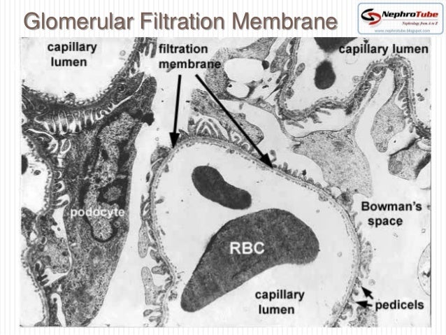 Renal Histo-Pathology (II) - Normal Kidney Electron Microscopy