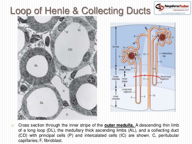 Kidney Histology Nephron Loop Of Henle Functions Kenhub Part Of