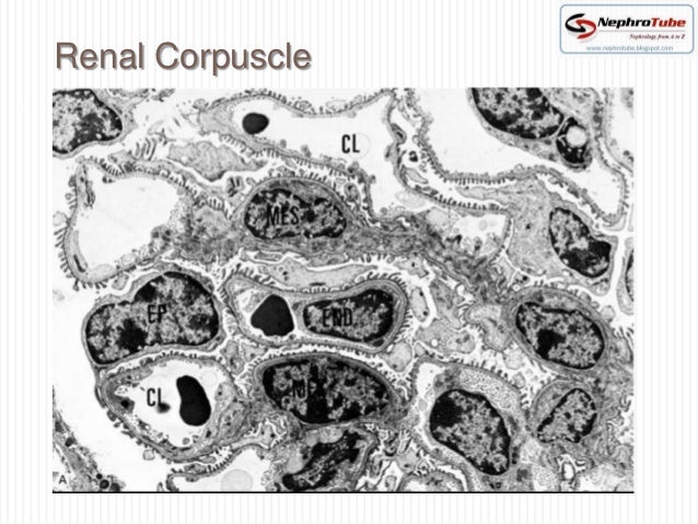 Renal Histo-Pathology (II) - Normal Kidney Electron Microscopy