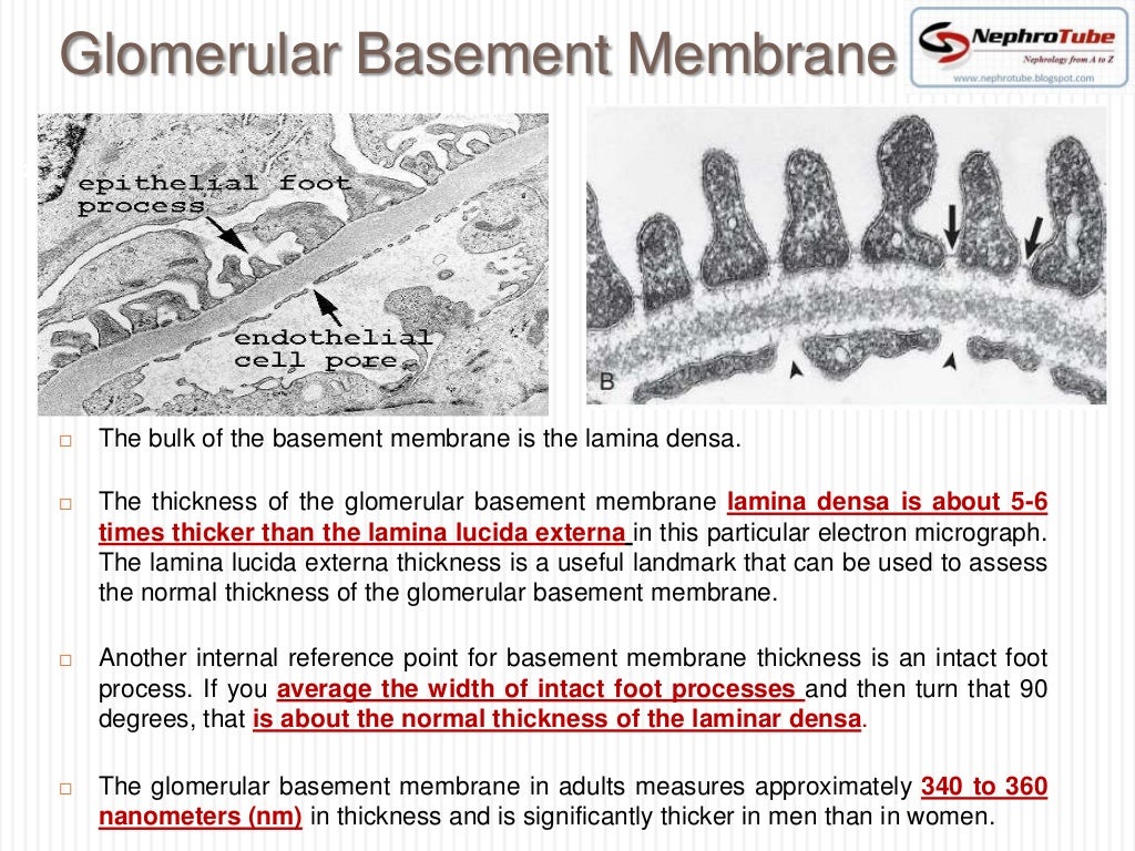 Renal Histo-Pathology (II) - Normal Kidney Electron Microscopy - Dr.