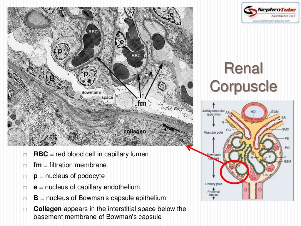 Renal Histo-Pathology (II) - Normal Kidney Electron Microscopy - Dr.