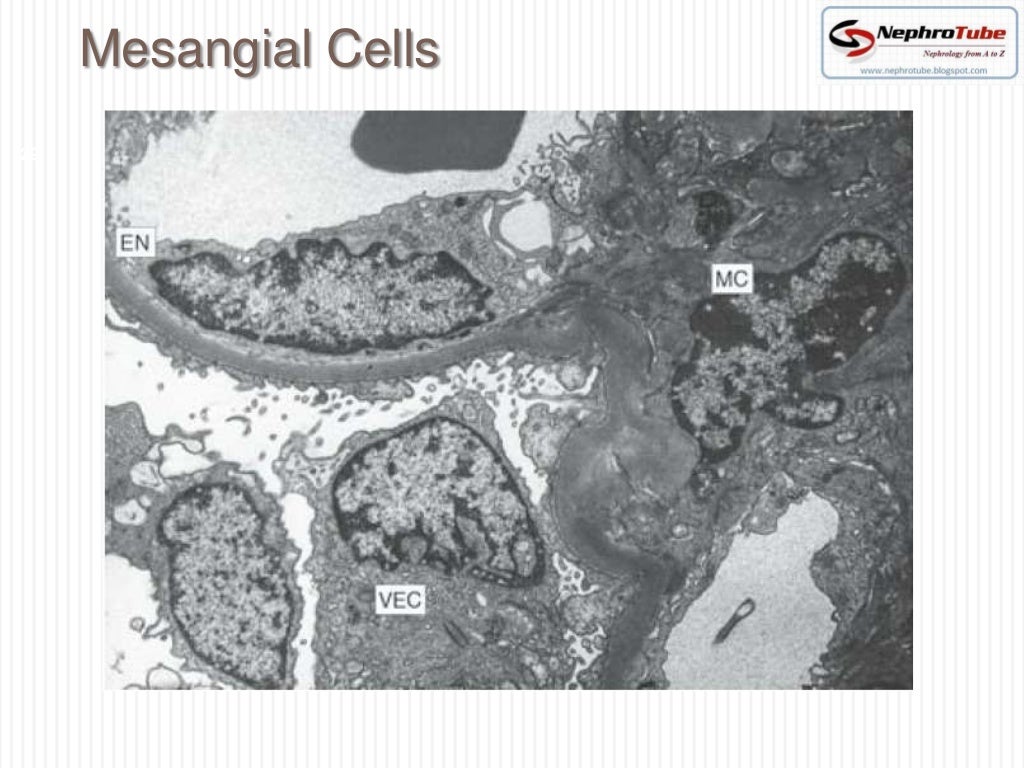 Renal Histo-Pathology (II) - Normal Kidney Electron Microscopy
