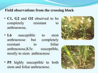 INHERITANCE OF PHOSPHORUS USE EFFICIENCY & RESISTANCE TO ANTHRACNOSE IN ...