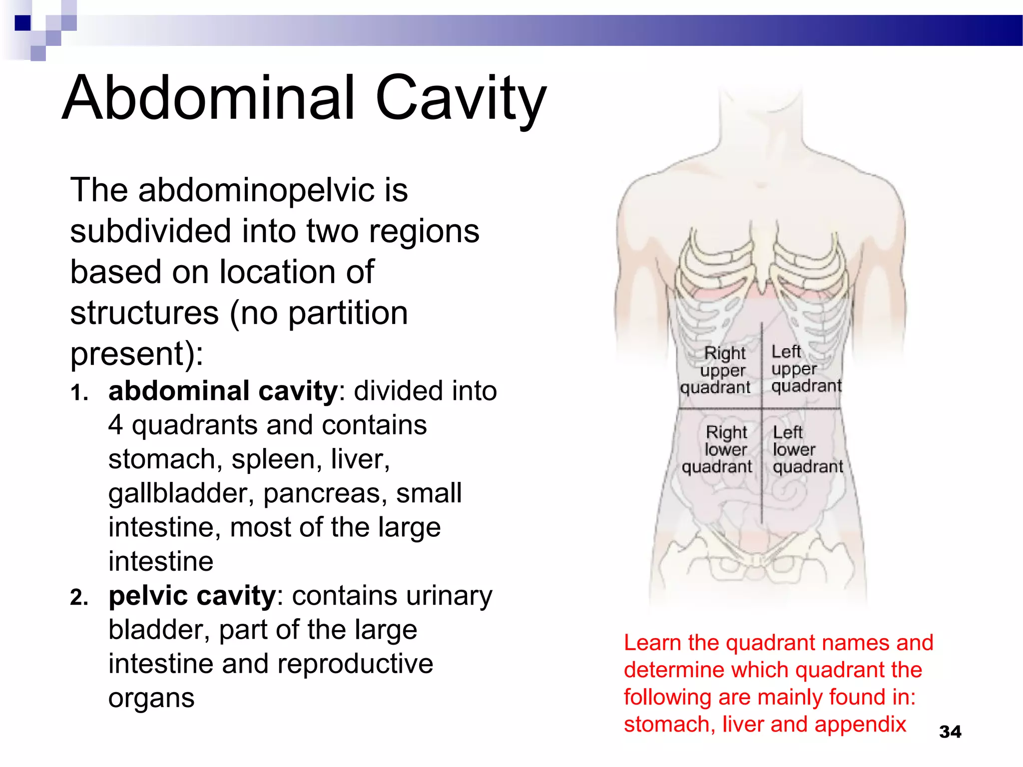 2 organization of the human body | PPT