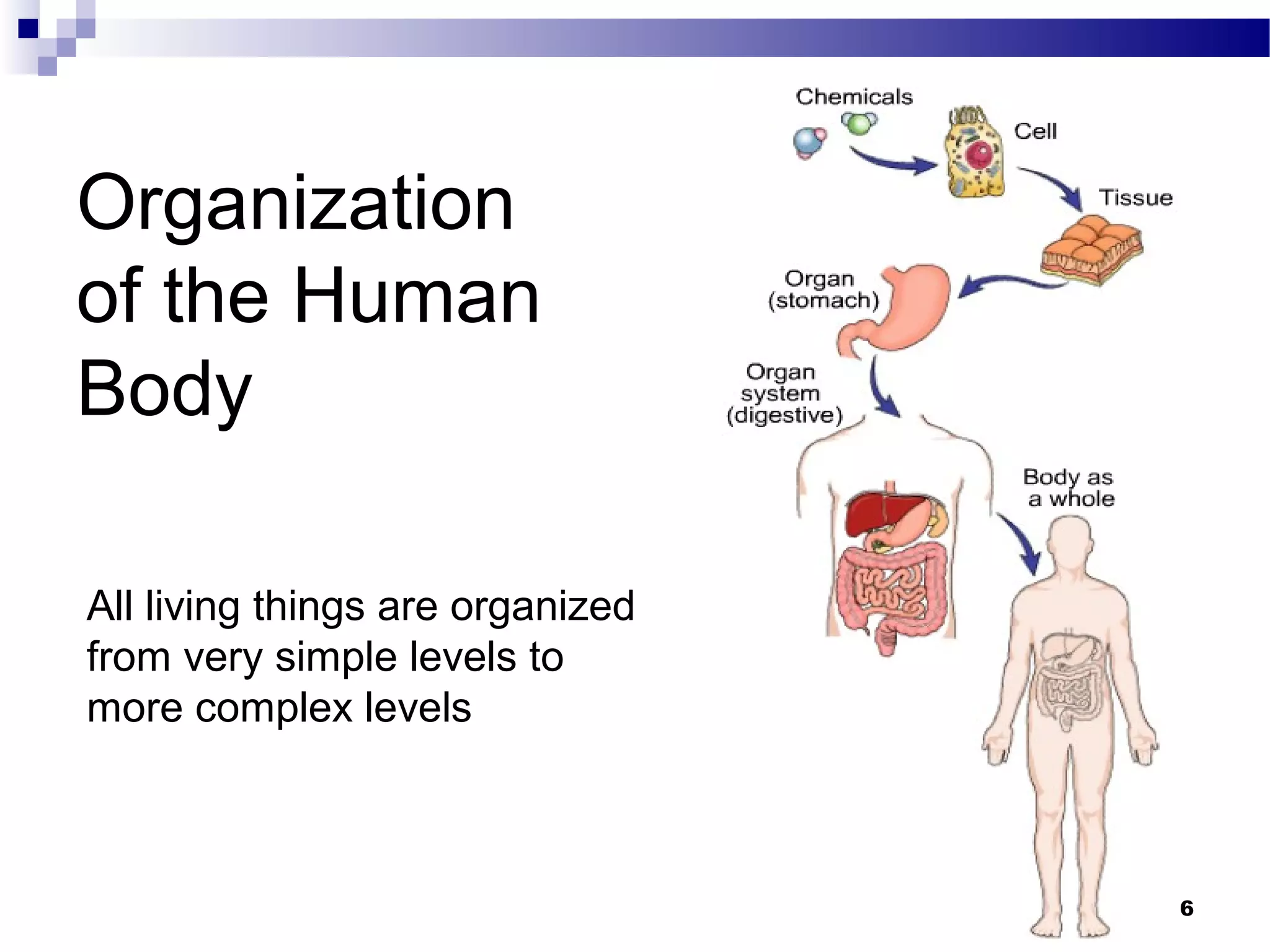 2 organization of the human body | PPT