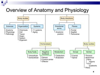 2 organization of the human body | PPT