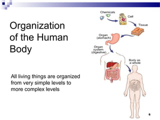 2 organization of the human body | PPT
