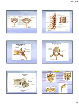 2 osteoloji-shmyo | PDF