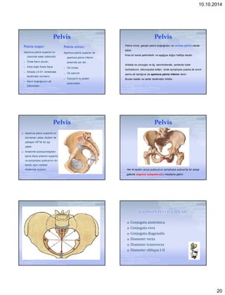2 osteoloji-shmyo | PDF