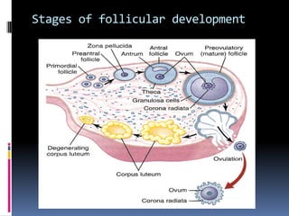 embryology ovarian cycle explanation about all process in ovarian | PPT