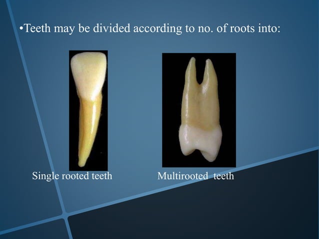 over view of dentition | PPT