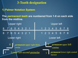 over view of dentition | PPTX