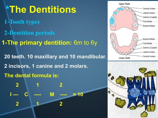 over view of dentition | PPT
