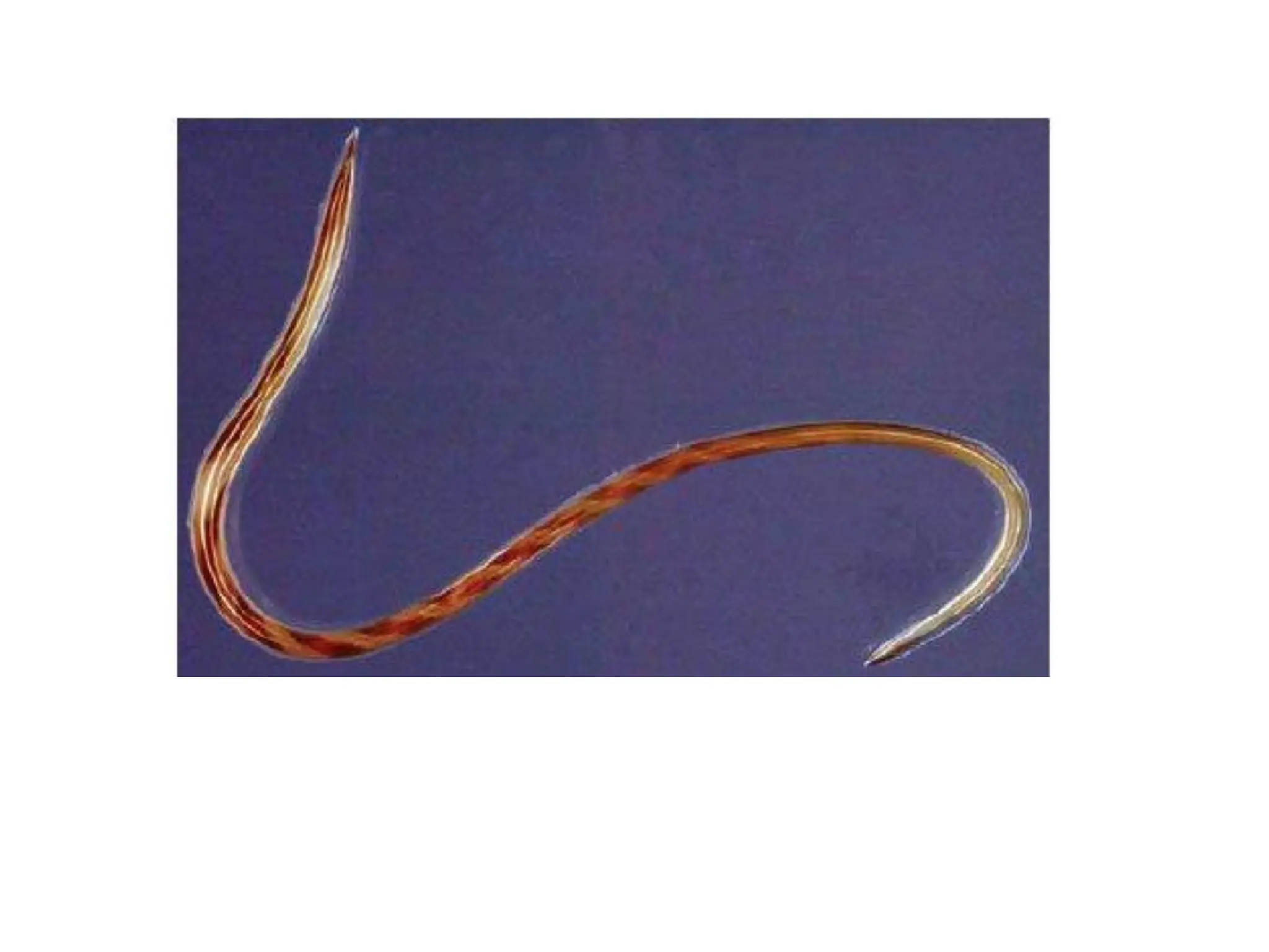 2- Parasite Effect On Host.pdf dwqd feecc | PDF