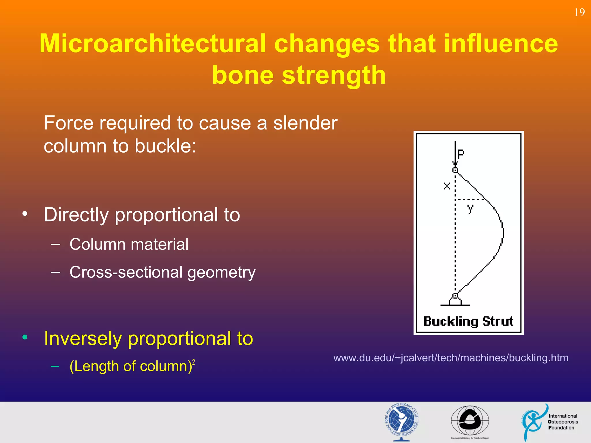 Fragility Fractures - Pathogenesis-Biomechanical View | PPT