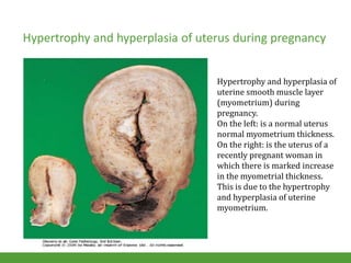 2- Pathology CELL INJURY L1 Medical Sept 2020.ppt