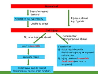 2- Pathology CELL INJURY L1 Medical Sept 2020.ppt