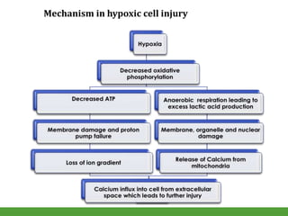 2- Pathology CELL INJURY L1 Medical Sept 2020.ppt