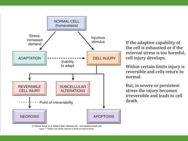 2- Pathology CELL INJURY L1 Medical Sept 2020.ppt