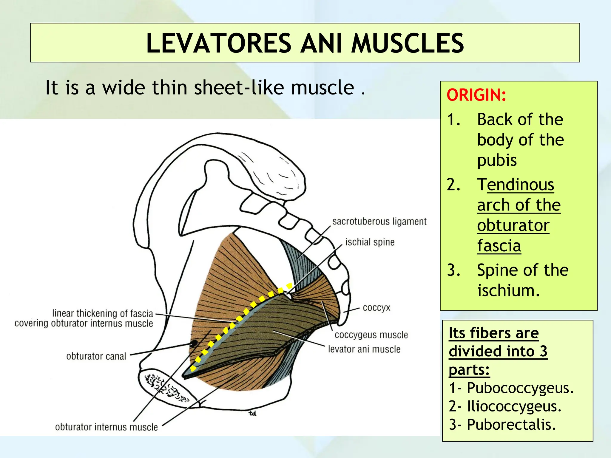 2-Pelvic walls, joints, vessels & nerves.pdf