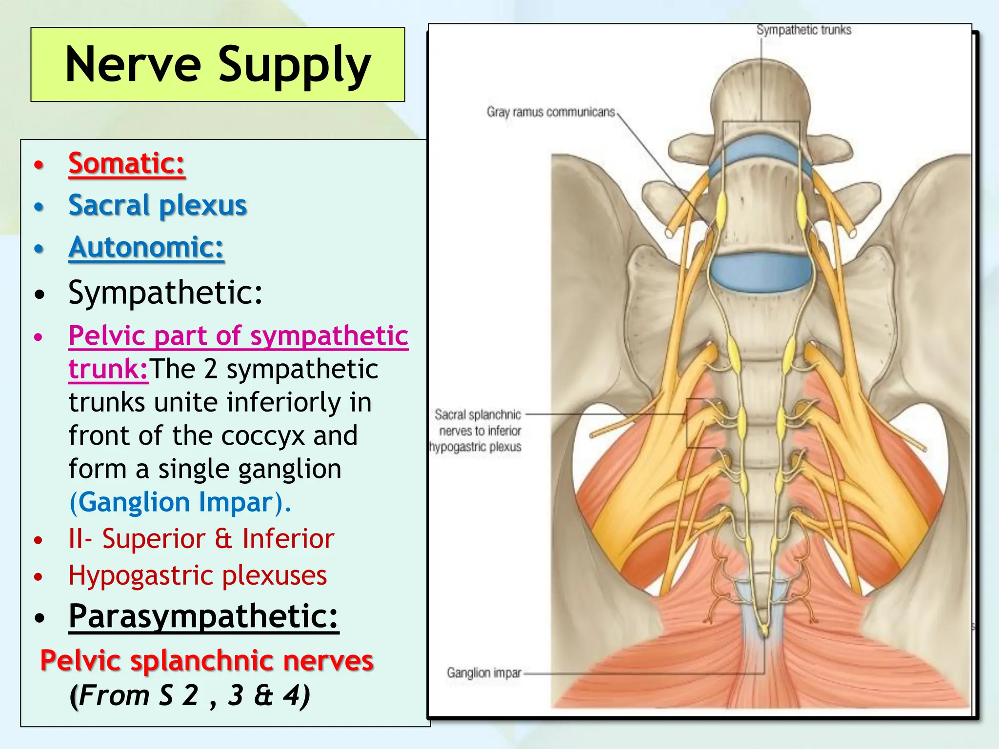 2-Pelvic walls, joints, vessels & nerves.pdf