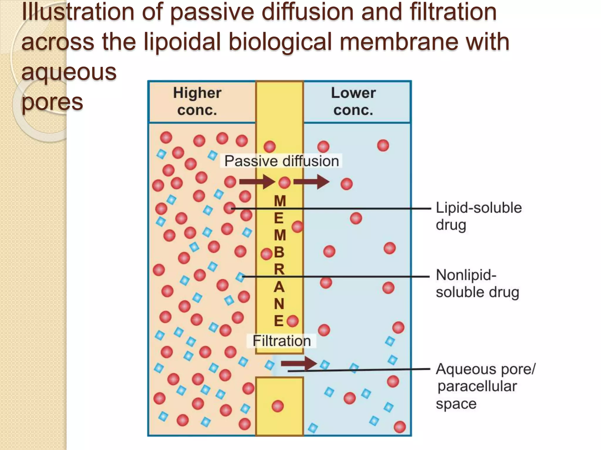 Pharmacokinetics | PPTX