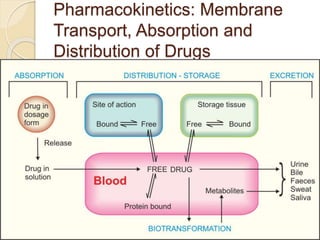 Pharmacokinetics | PPTX