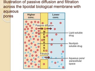 Pharmacokinetics | PPTX