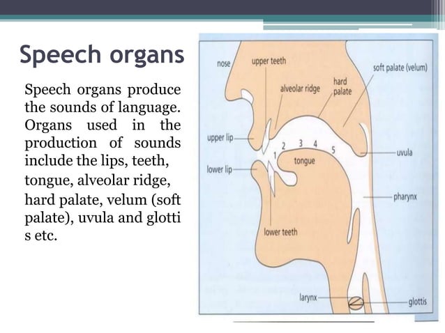 Introduction to Phonetics and Phonology | PPTX