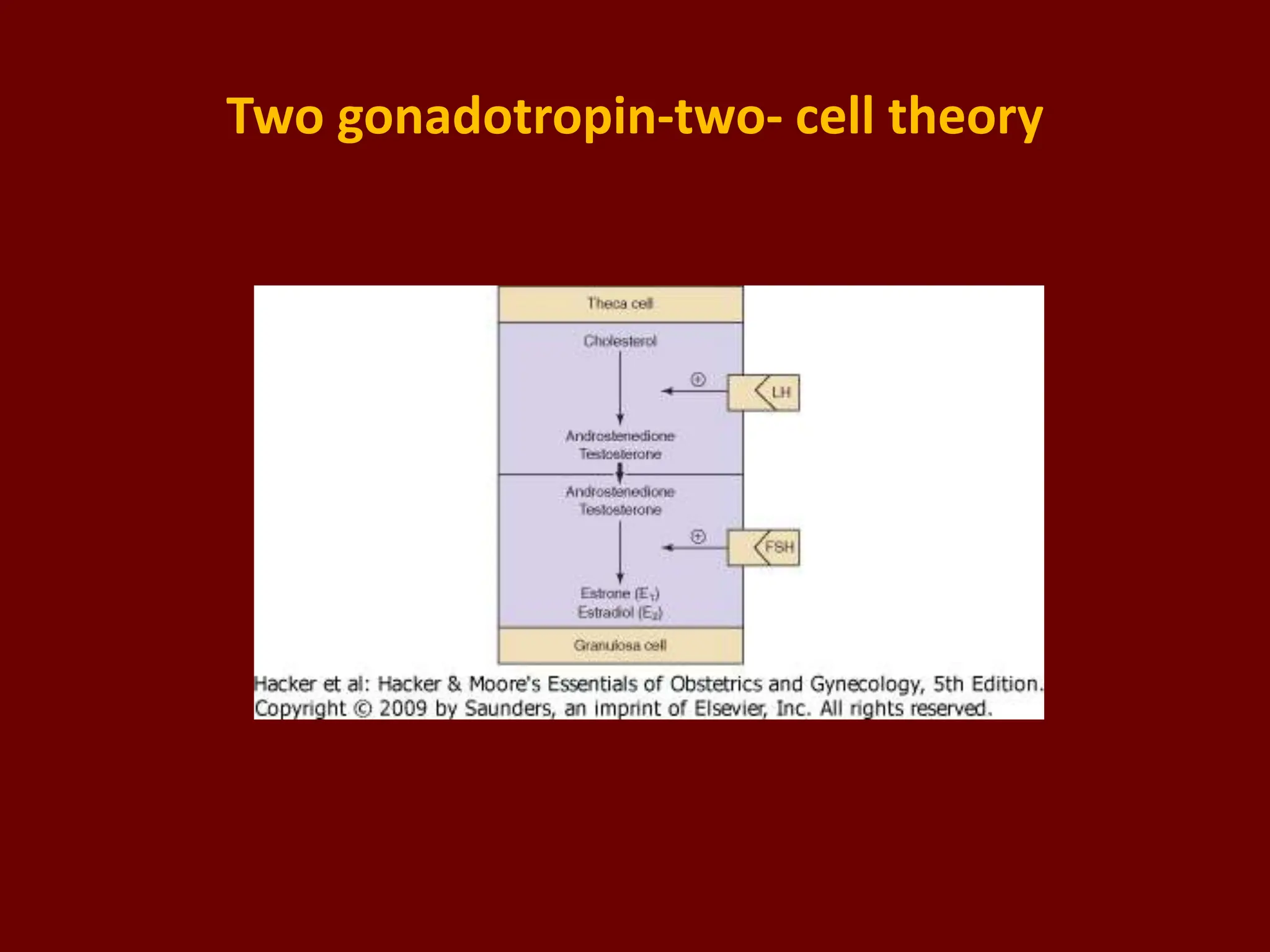 2- The Physiology of Menstrual Cycle.ppt