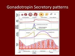 2- The Physiology of Menstrual Cycle.ppt | Infertility | Reproductive ...