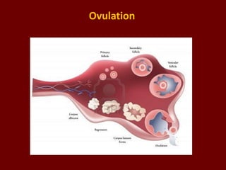2- The Physiology of Menstrual Cycle.ppt
