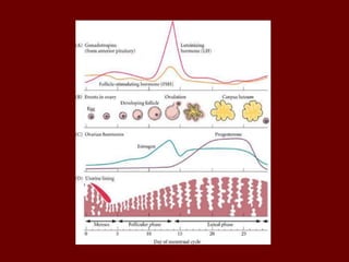 2- The Physiology of Menstrual Cycle.ppt