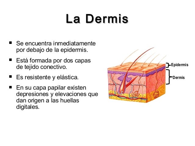 Histología - Piel y Anexos