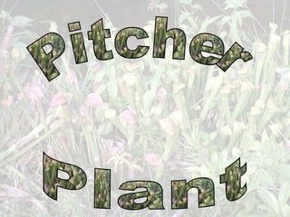 2.pitcher plant | PPT