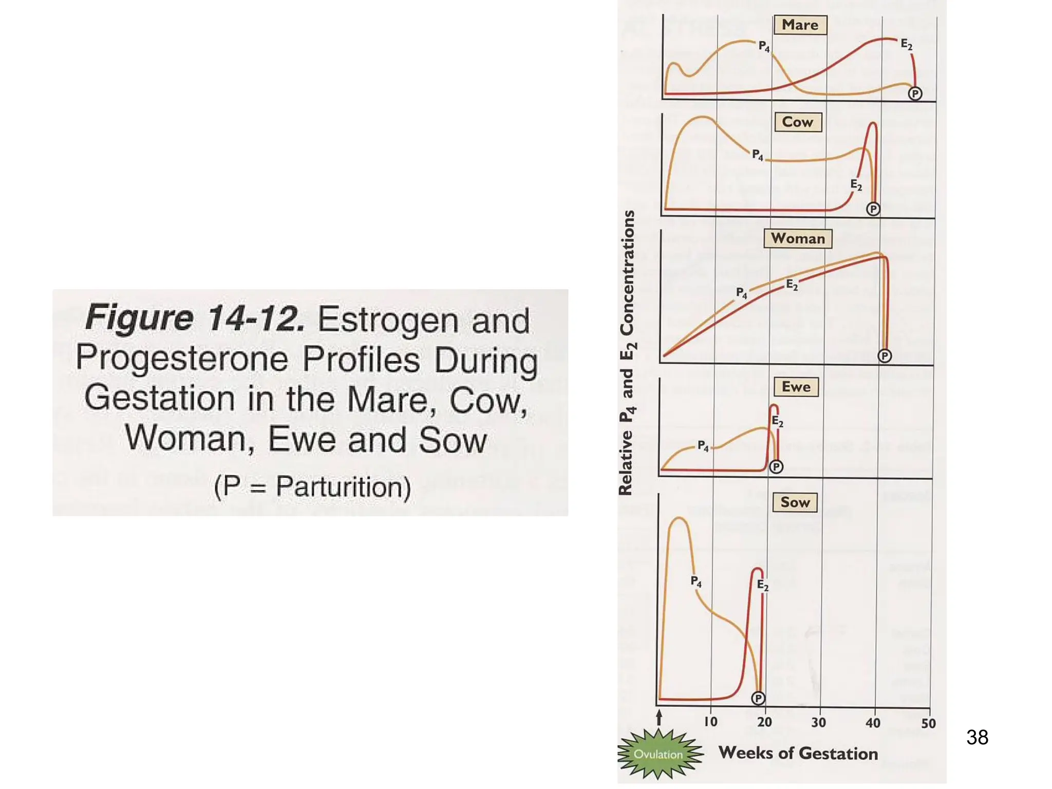 2-placentation. and endocrinologyin domestic animals cattle | PPT