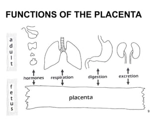 2-placentation. and endocrinologyin domestic animals cattle | PPT