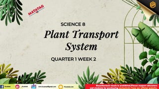Plant transport system -science -8 plant transport system | PDF